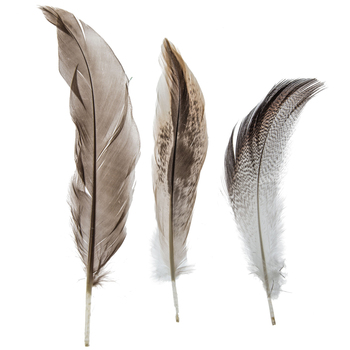 Domestic Goose Feathers | Hobby Lobby | 341867