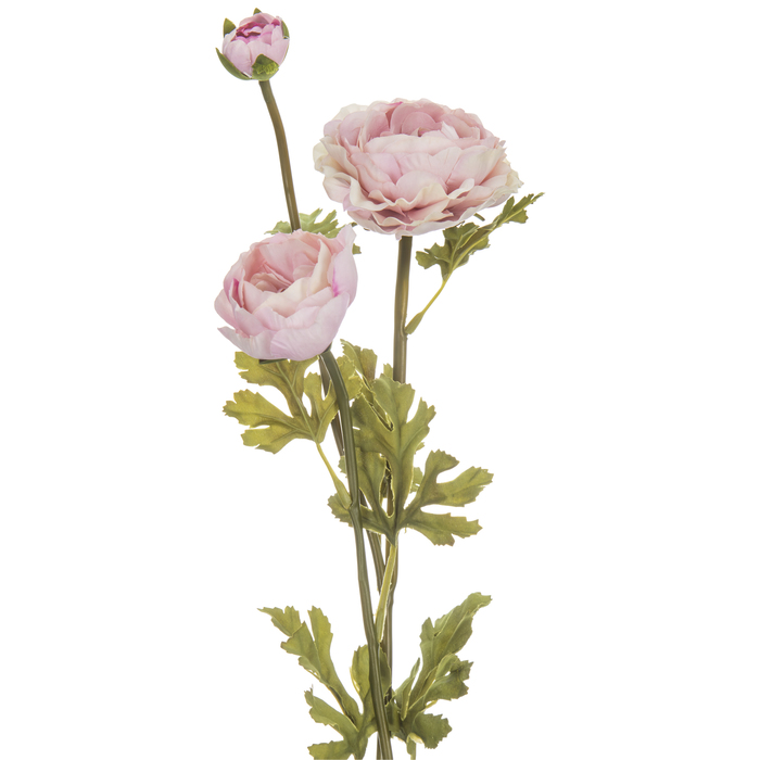 Ranunculus Stem | Hobby Lobby