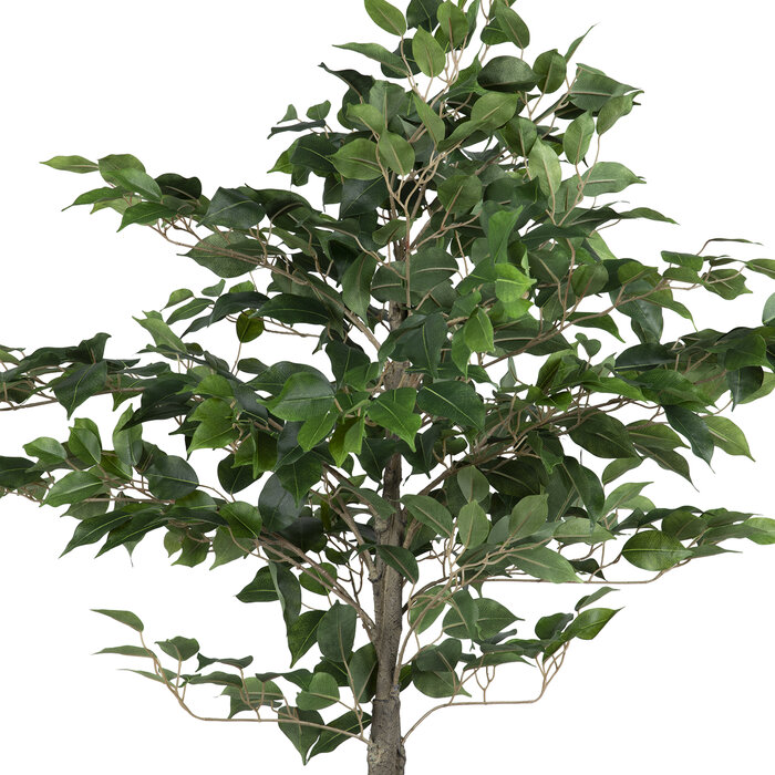 Mini Ficus Tree In Black Pot | Hobby Lobby | 1569854