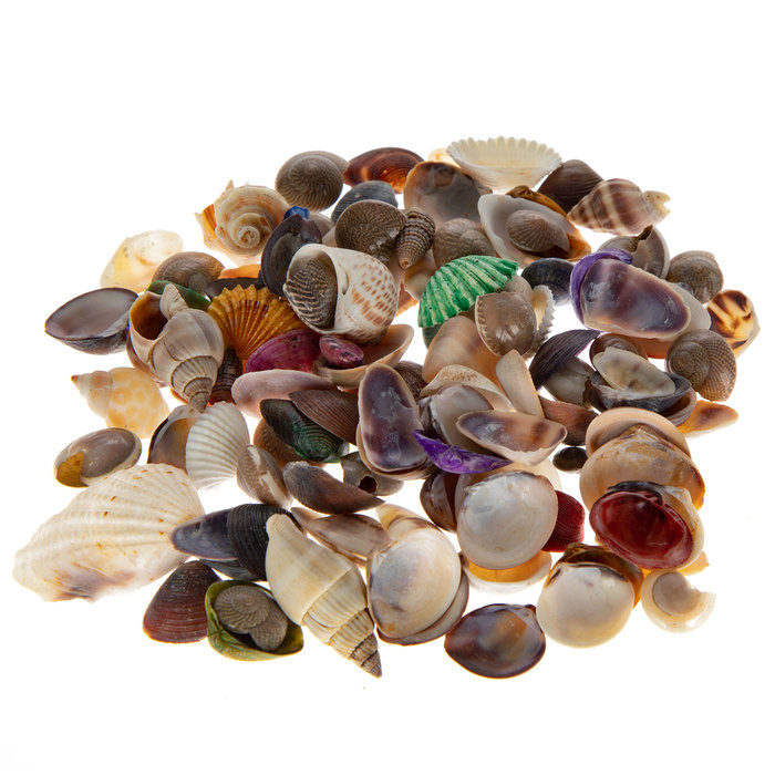 Dyed & Natural Shells | Hobby Lobby | 166405