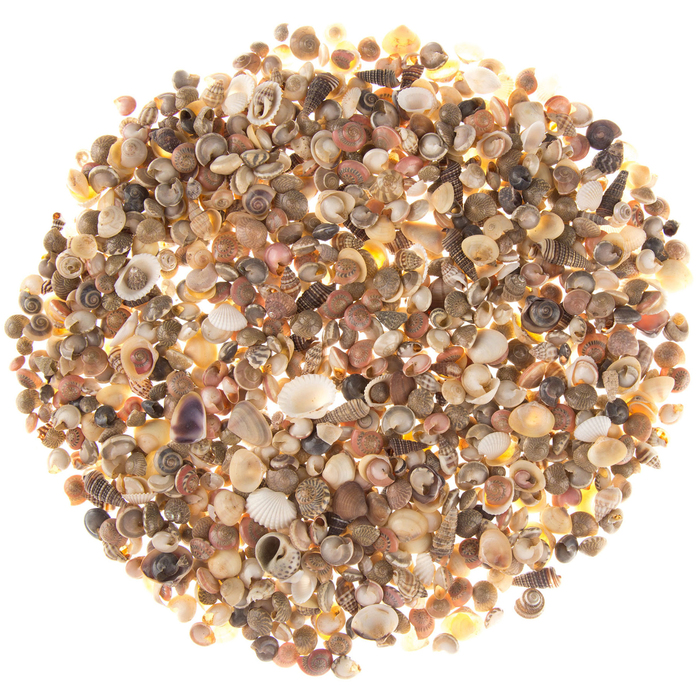 World Shell Mix | Hobby Lobby | 166975