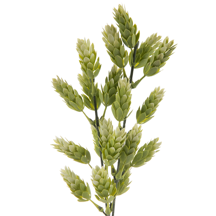 Hops Pick | Hobby Lobby | 1877786