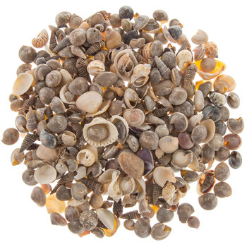 World Mix Shells | Hobby Lobby | 164954