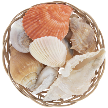 Seashells Basket | Hobby Lobby | 1639459