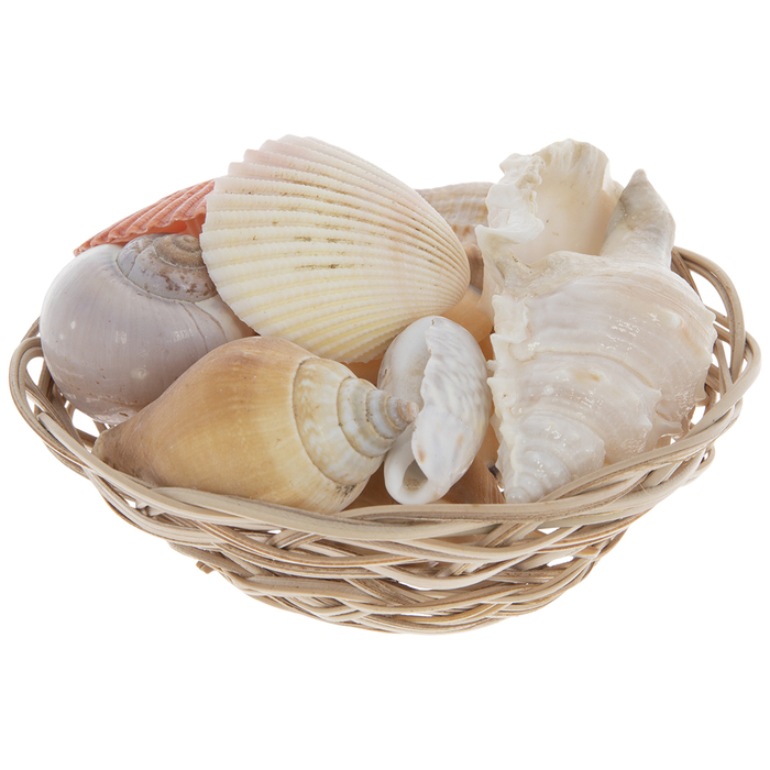Seashells Basket | Hobby Lobby | 1639459