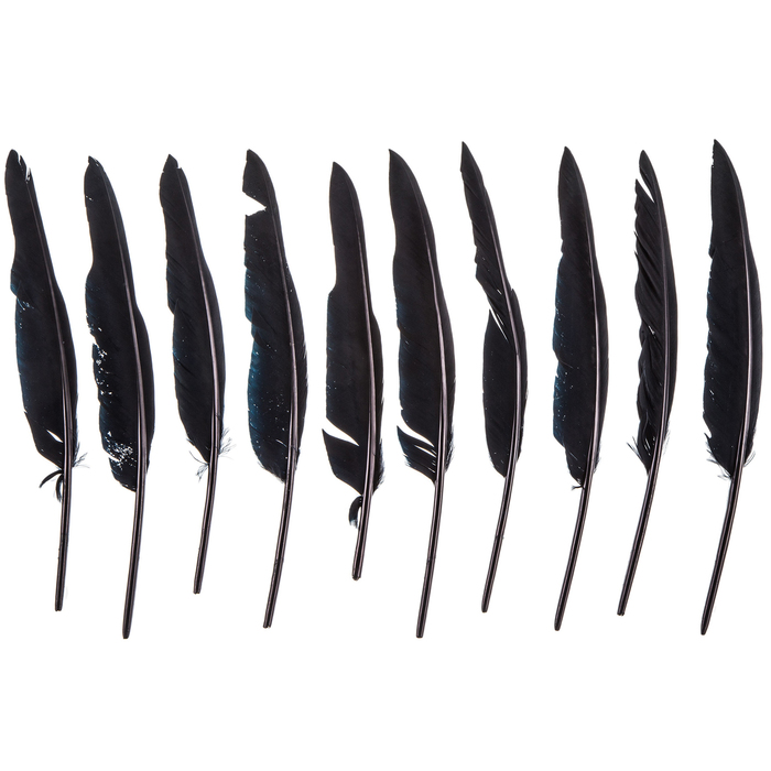 Black Turkey Feathers - 9" - 11" | Hobby Lobby | 245951