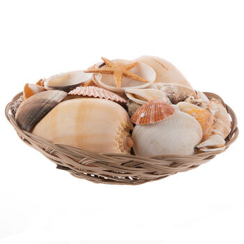 Basket Of Shells | Hobby Lobby | 662890