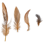 Domestic Goose Feathers | Hobby Lobby | 341867