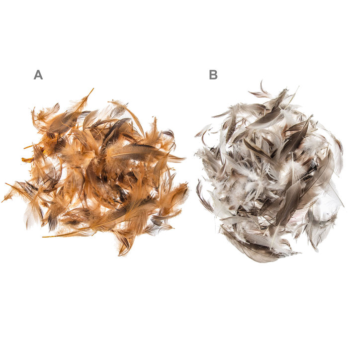 Domestic Goose Feathers | Hobby Lobby | 341867