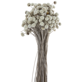 Dried White Button Flower Bundle | Hobby Lobby | 2062537
